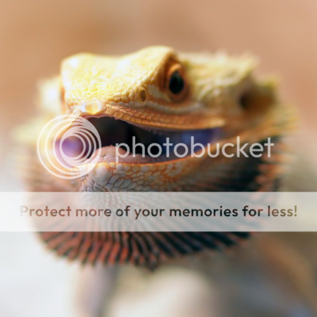 ANGRY Lizard Picture Thread! - Page 6 - Reptile Forums