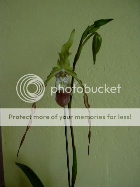 Phrag Demetria x Mary Bess | Slippertalk Orchid Forum