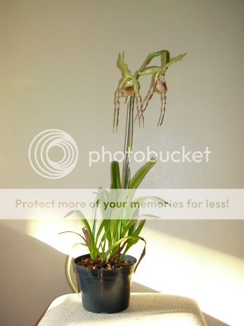 Phrag Demetria x Mary Bess | Slippertalk Orchid Forum